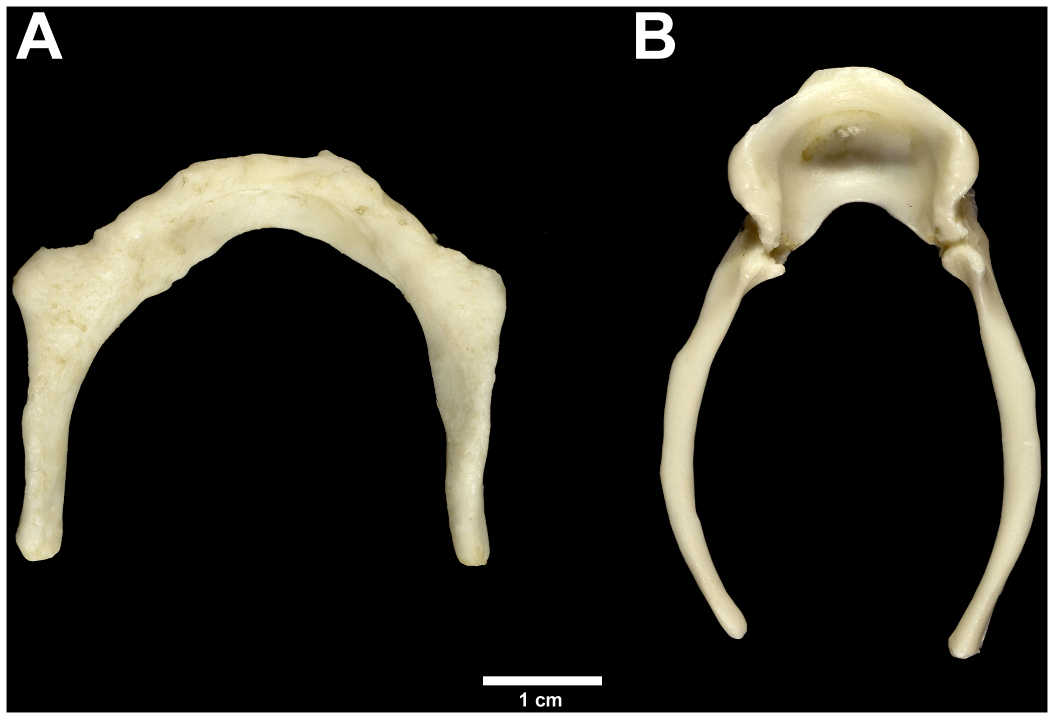 Did Neanderthals speak? Insights from hyoid bone analysis – Marie Attard